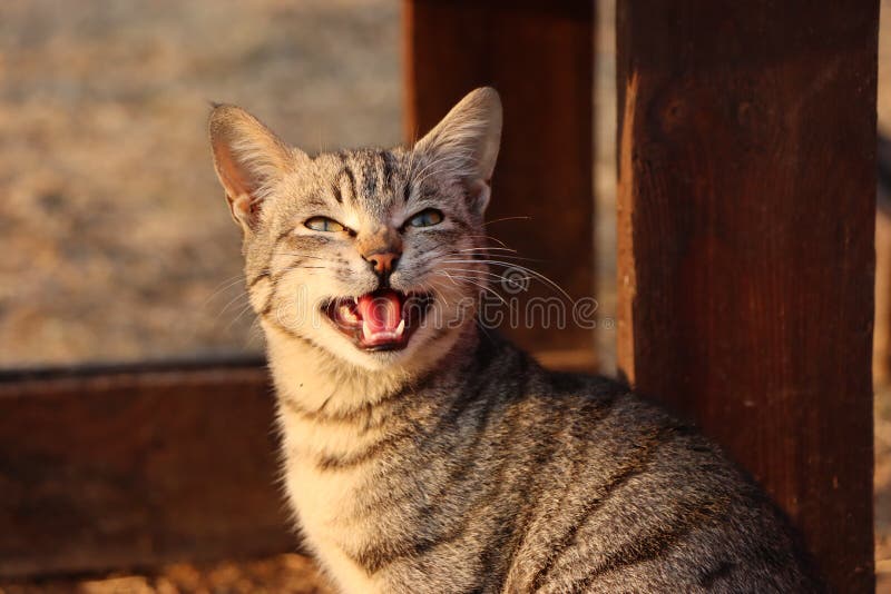 825 Fierce Kitten Stock Photos - Free & Royalty-Free Stock Photos from ...