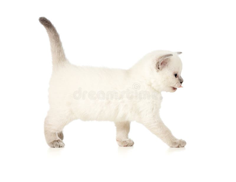 Kitten side view stock photo. Image of hatch, sweet, licking - 29393766