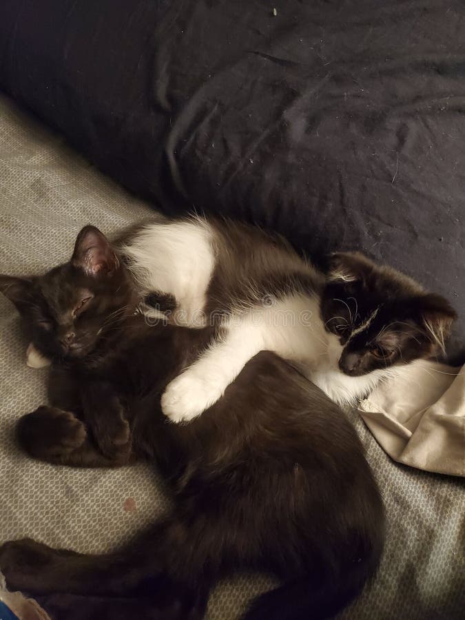 Kitten sisters snuggle stock image. Image of mammal - 227366899