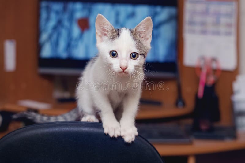 A Kitten Sits on the Back of a Chair in an Office Near a Computer Stock ...