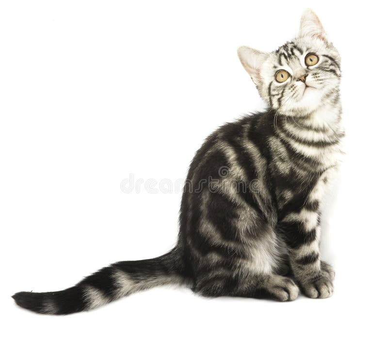Oriental Cat Sitting Isolated on White Stock Photo - Image of lovely ...