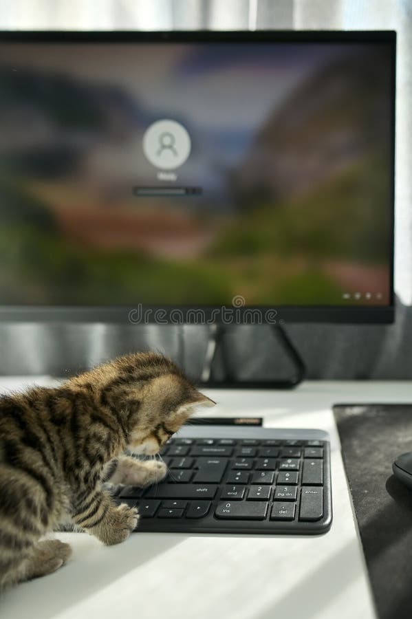 Kitten Sitting at Computer Keyboard Working from Home Stock Photo ...