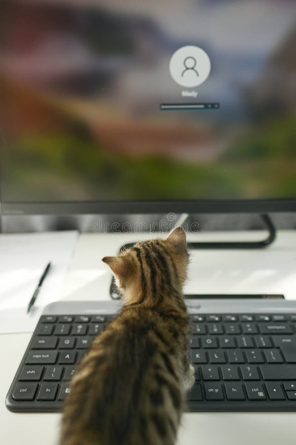 Kitten Sitting at Computer Keyboard Working from Home Stock Image ...