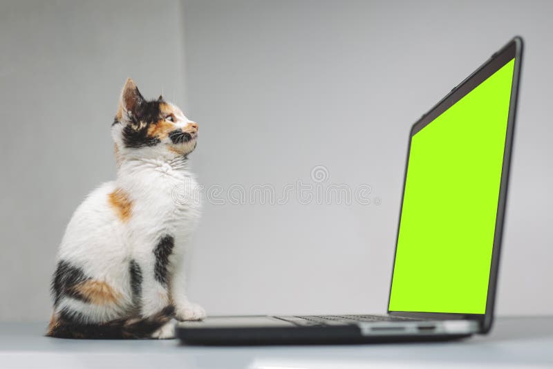 Kitten Sitting in Front of a Laptop Stock Image - Image of ebusiness ...