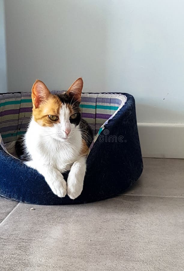 Kitten Sitting on Her Bed Looking. Comfortable Cat. Stock Photo - Image ...