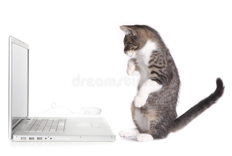 Kitten Sitting Up Looking at Computer Stock Photo - Image of coat ...