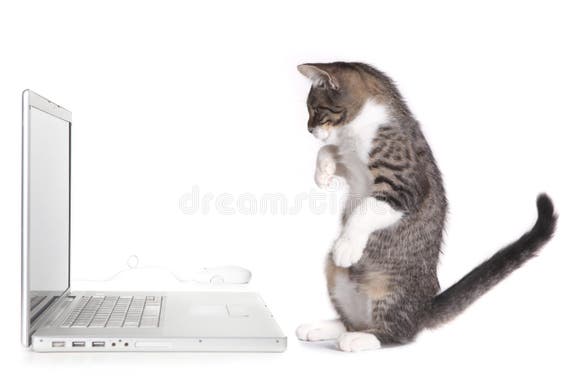 Kitten Sitting Up Looking at Computer Stock Photo - Image of coat ...