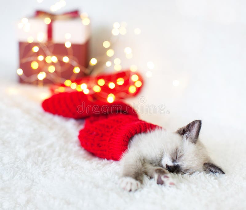 Kitten Sleep in Christmas Hat Stock Photo - Image of kittens, domestic ...