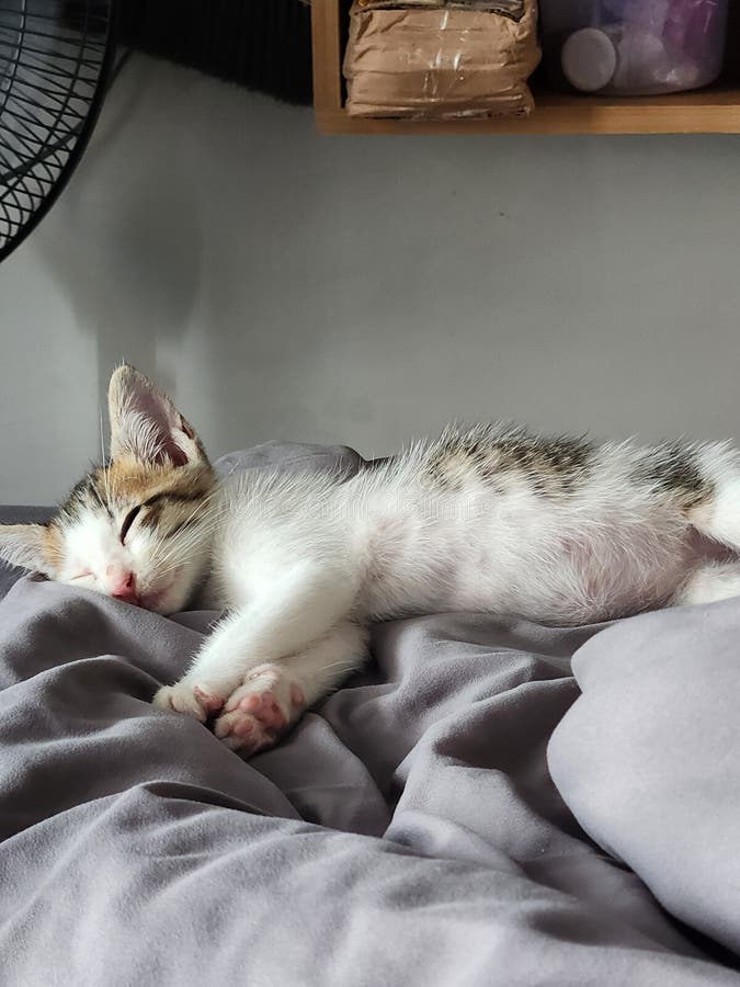 Kitten Sleep Cute in Bed Little Paws White Cat Silver Cat Stock Photo ...