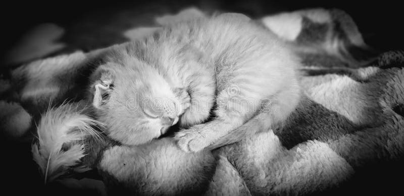 Kitten is sleep stock image. Image of skin, scottish - 184249575