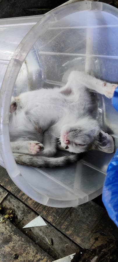 Kitten Sleeping Inside Bucket Stock Image - Image of kitten, inside ...