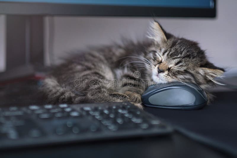 Kitten is Sleeping Next To the Computer. the Cat Does Not Let His ...
