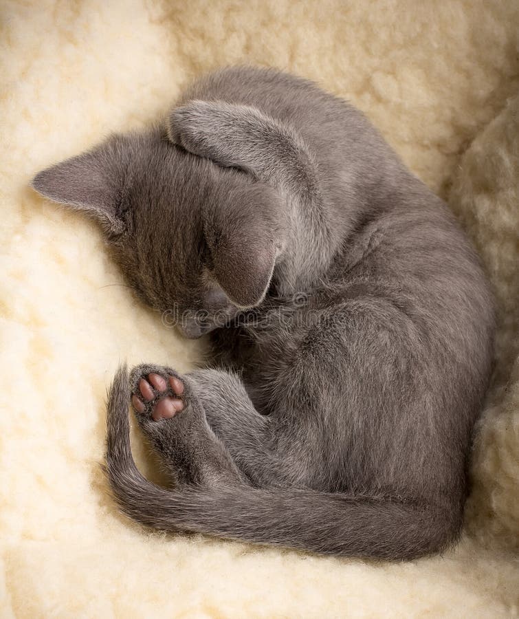 Kitten. stock photo. Image of cats, sleeping, pets, domestic - 30185360
