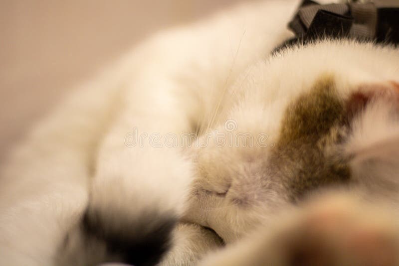 The Kitten is Sleeping. Sweet and Cuddly Stock Photo - Image of mammal ...