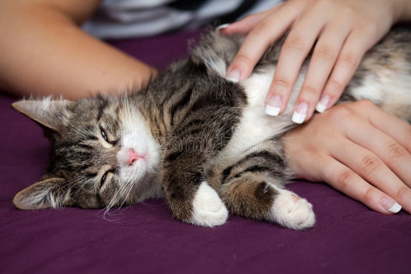 Comforting a Sick Cat stock image. Image of emotional - 63477761