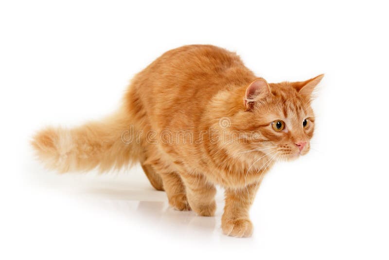 Cat stock image. Image of fluffy, high, cute, feline, pussycat - 1579883