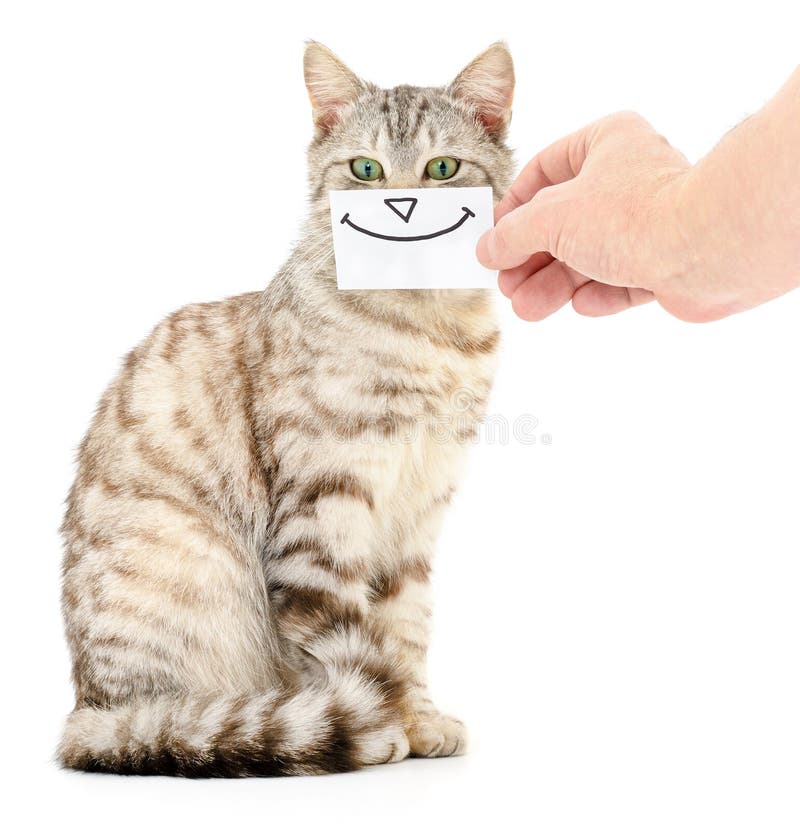 Kitten smiling. stock photo. Image of smiling, domestic - 52461340