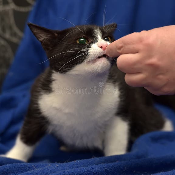 Human Nose Sniffing Something Stock Photos - Free & Royalty-Free Stock ...