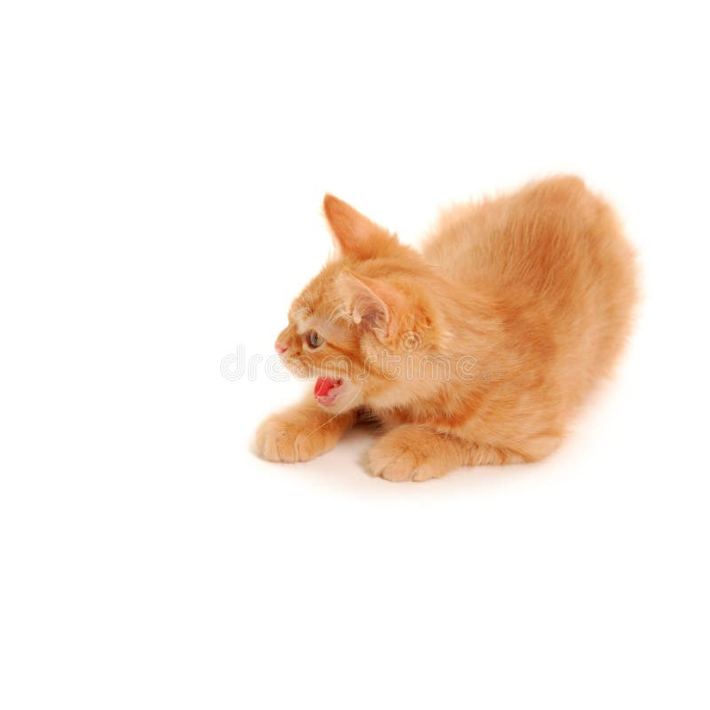 Kitten Spits Stock Photos - Free & Royalty-Free Stock Photos from ...