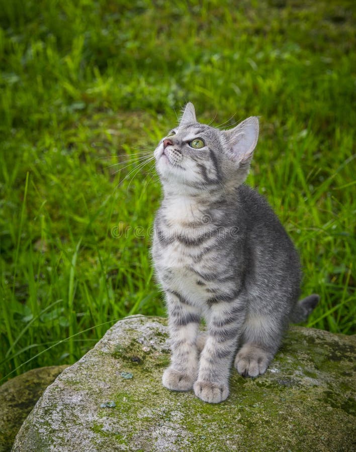 Kitten stock photo. Image of garden, outside, cute, animal - 32111986