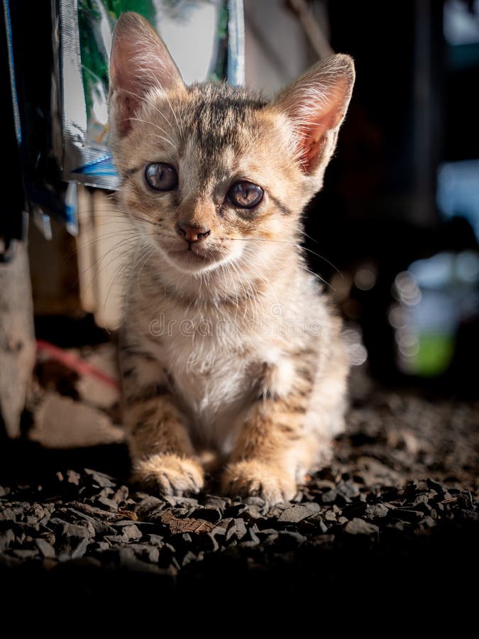 Kitten Standing and Staring at Camera Stock Image - Image of animal ...
