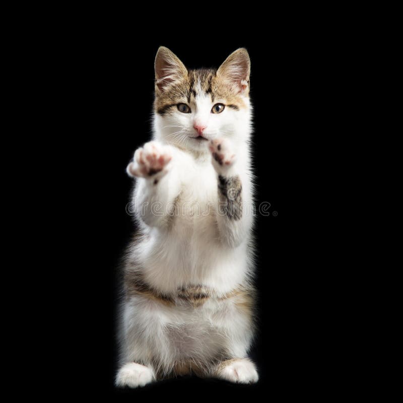 303 Kitten Waving Stock Photos - Free & Royalty-Free Stock Photos from ...