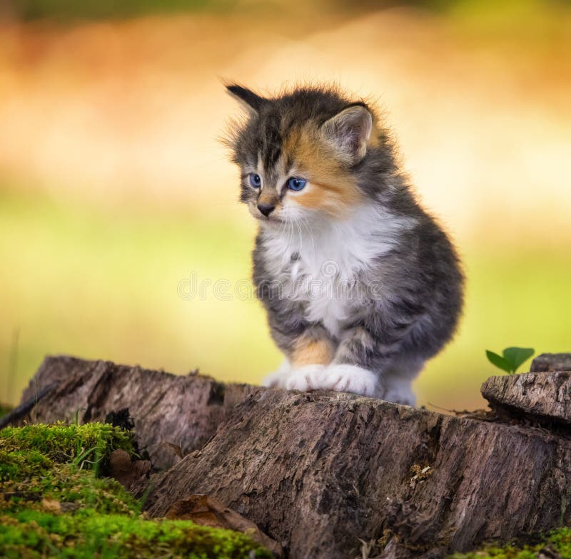 Kitten staring ahead stock image. Image of together - 116279103