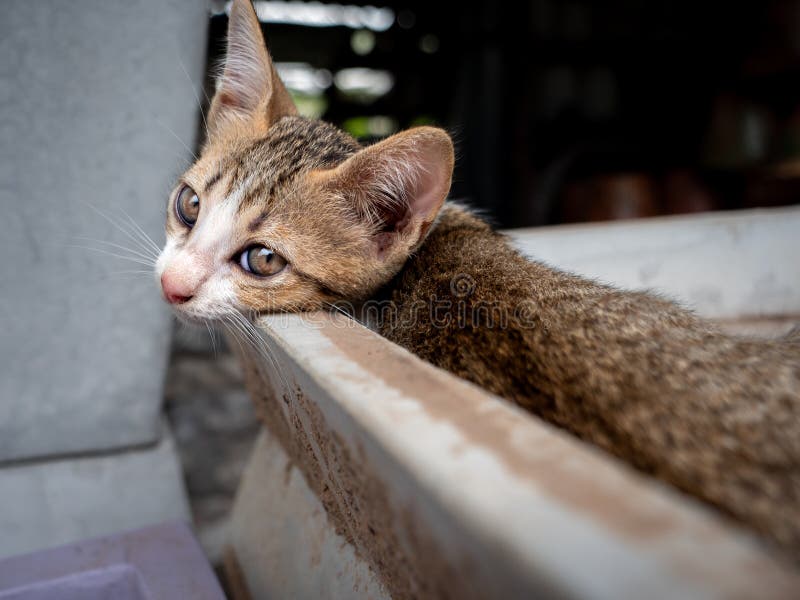 Kitten Staring at the Camera and Lying Stock Photo - Image of crouch ...