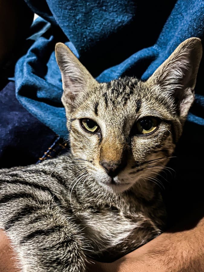 The kitten stock image. Image of cuteness, happy, beautiful - 253736447