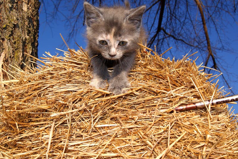 Kitten on Straw Hay Bale stock image. Image of interested - 13483643