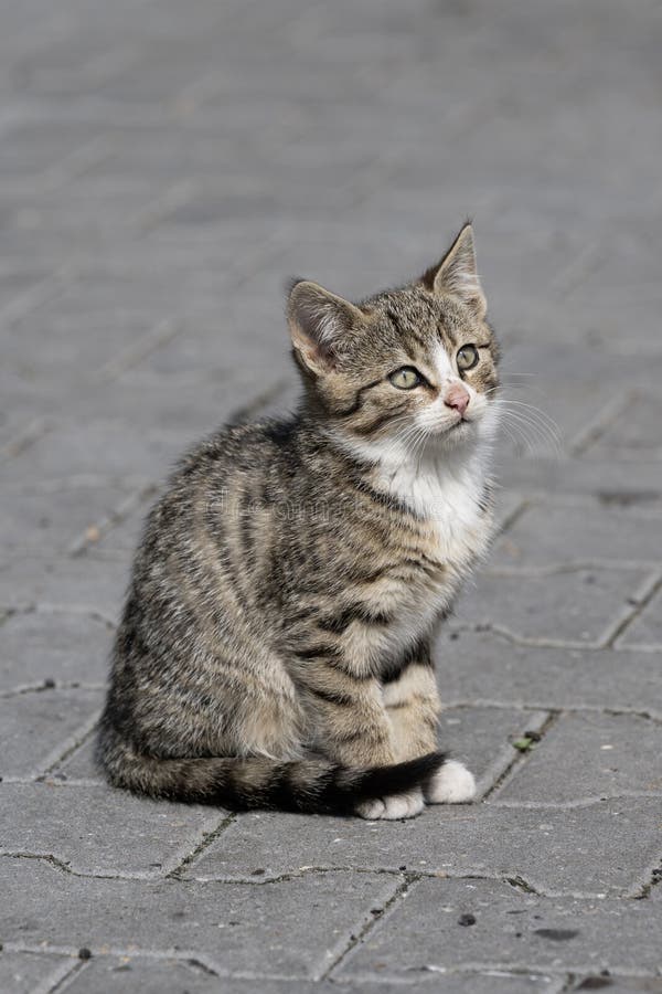 Kitten on Street Work on a Farm Stock Photo - Image of walk, young ...