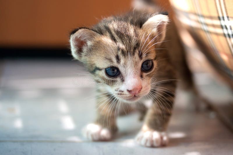 Kitten in sunlight stock image. Image of puss, newborn - 43078329