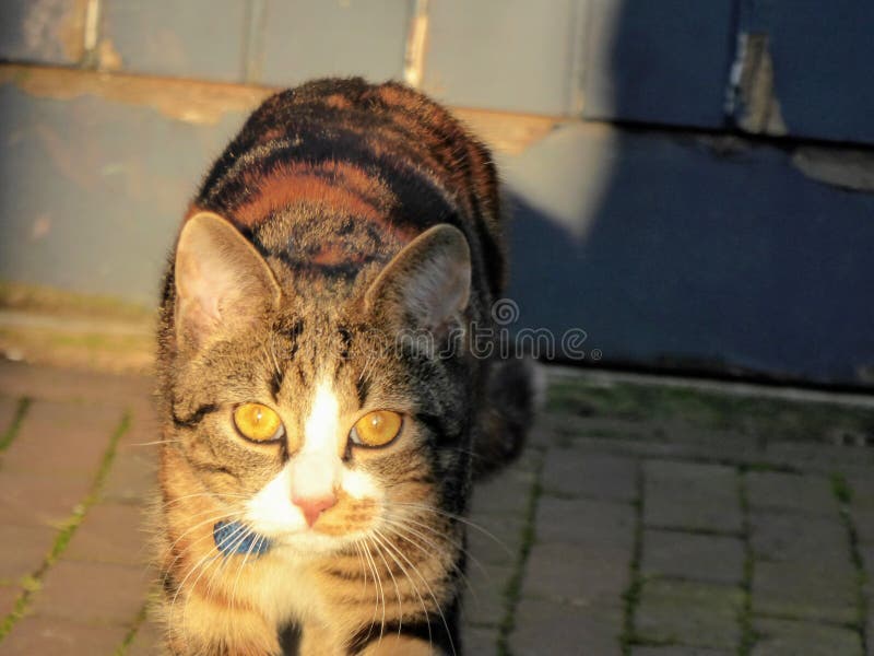 Kitten in sunset sunlight. stock image. Image of garden - 139394833