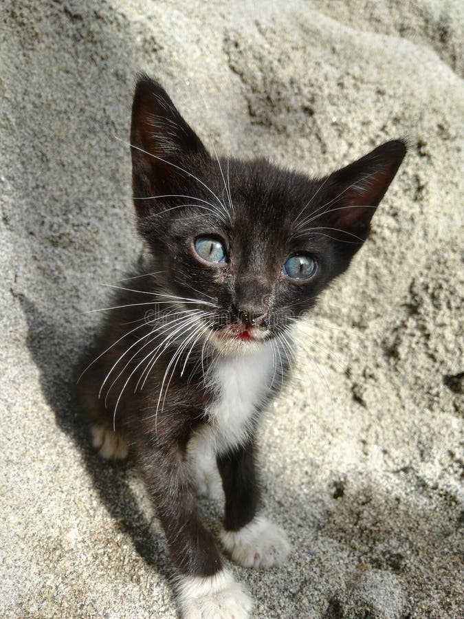 Kitten Sweet stock image. Image of cute, sweet, kitten - 161273969