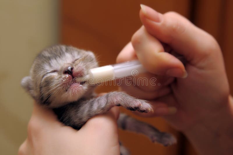 Kitten with syringe milk stock photo. Image of kitten - 176042624