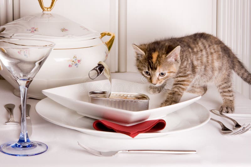 Kitten on a table stock image. Image of fish, sweet, setting - 12139891