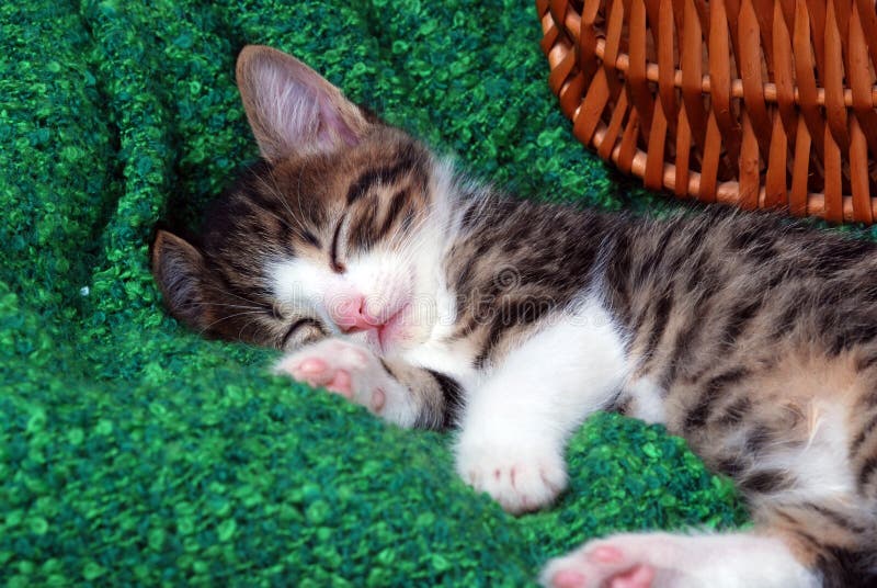 Kitten Taking A Nap Picture. Image: 4056235