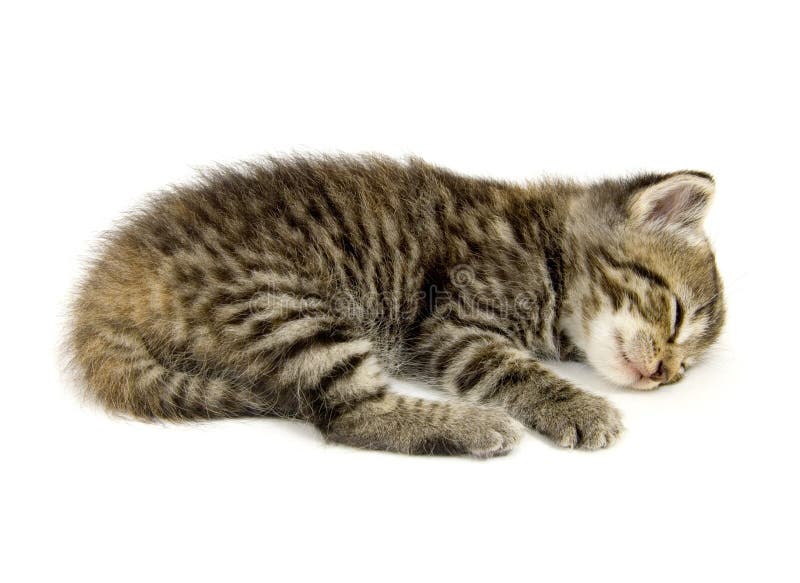 Kitty Taking a Cat Nap on White Background Stock Photo - Image of ...
