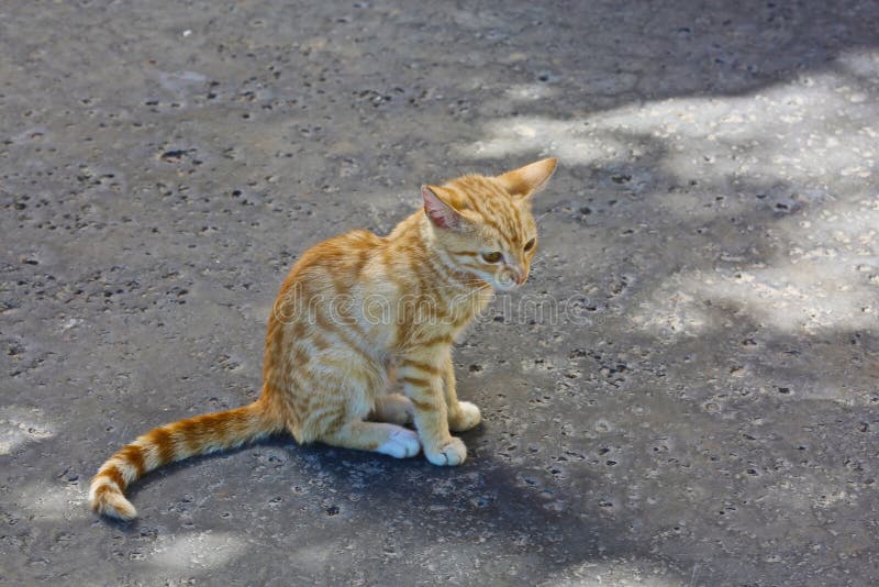 Kitten tan stock photo. Image of haired, tiger, kitten - 60181628