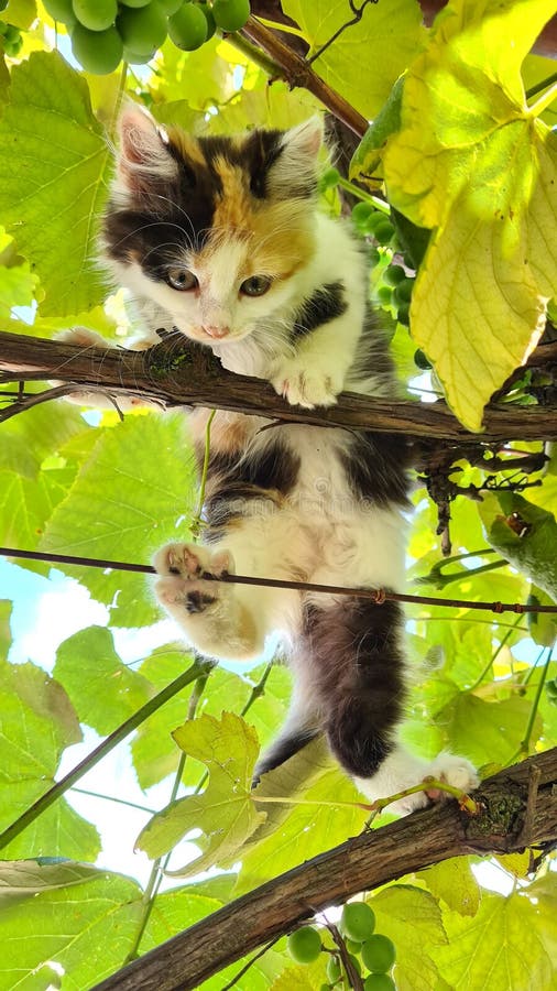Kitten stock photo. Image of climbing, bird, wildlife - 263919676