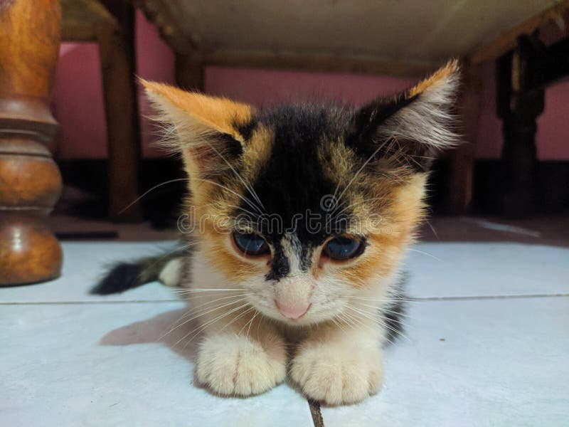 Kitten three colours stock image. Image of home, catlover - 203916509