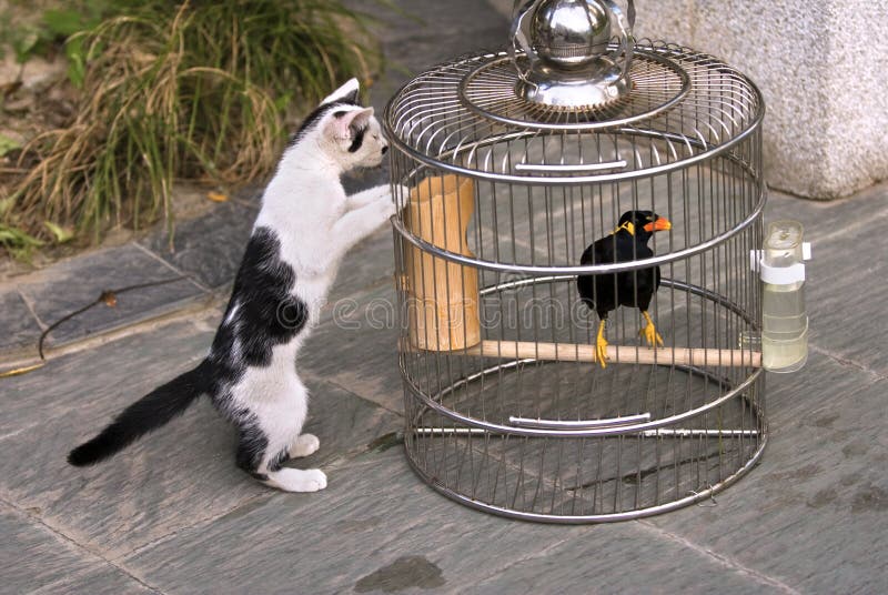 The kitten and the thrush stock photo. Image of kitty - 14415842