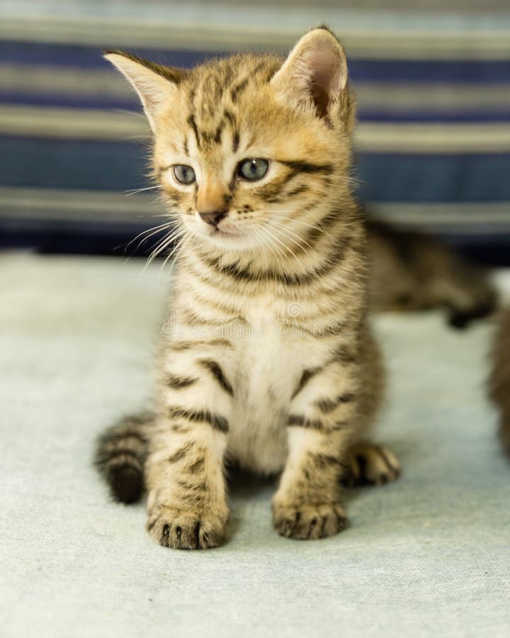 Kitten with Tiger Stripes on Blue Couch Stock Photo - Image of pink ...