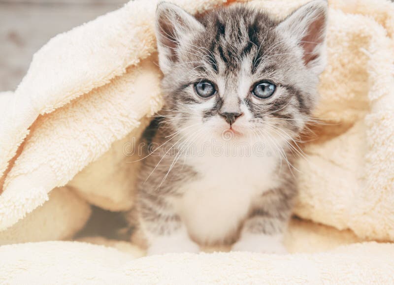 Kitten on towel stock photo. Image of towel, small, fluffy - 42910616