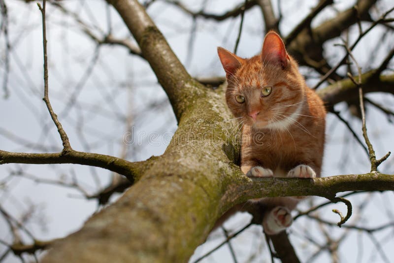 A Beautiful Red Cat Trapped in a Tree, Looking for Help Stock Photo ...