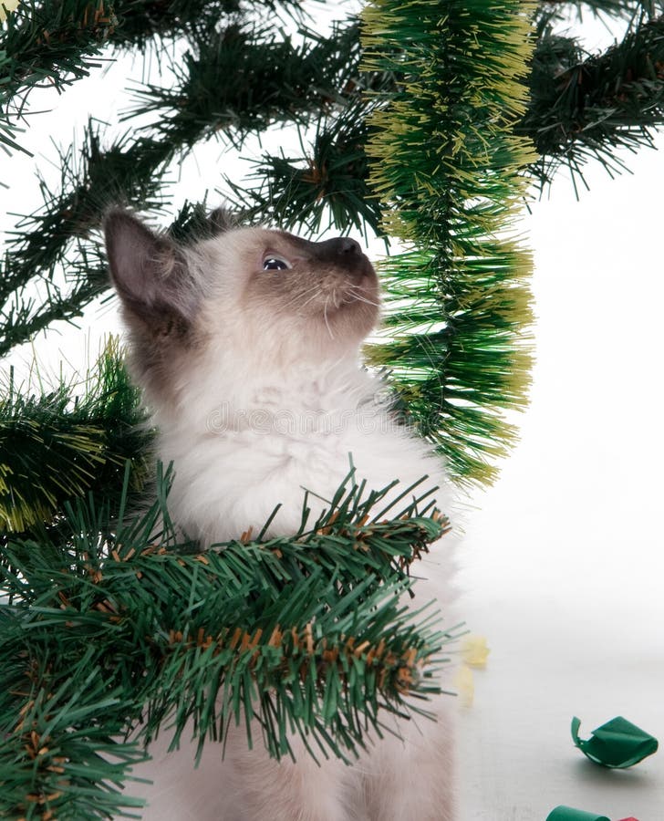 Cat in Christmas Tree stock photo. Image of merry, cute - 7995424