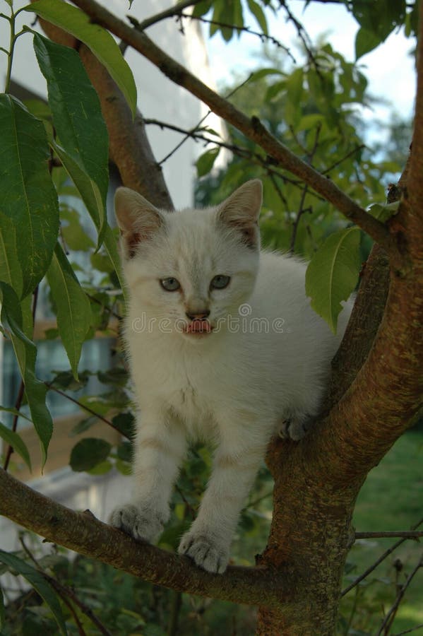 Kitten in tree stock image. Image of kitten, carnivore - 203318771