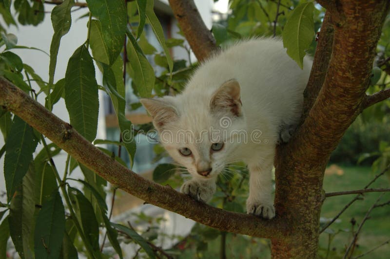 Kitten in tree stock photo. Image of wildlife, mammal - 203318788