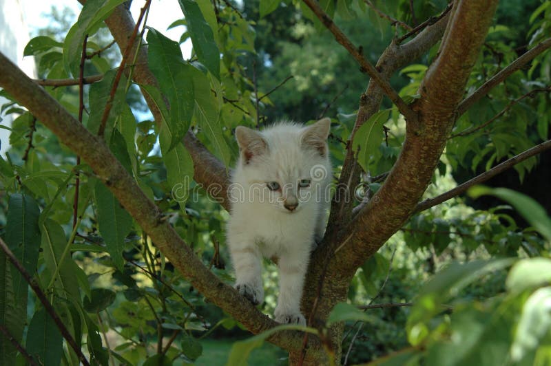 Kitten in tree stock photo. Image of leaf, bird, forest - 203318798