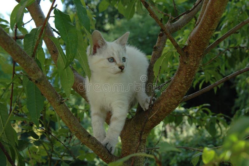 Kitten in tree stock image. Image of branch, plant, nature - 203318817